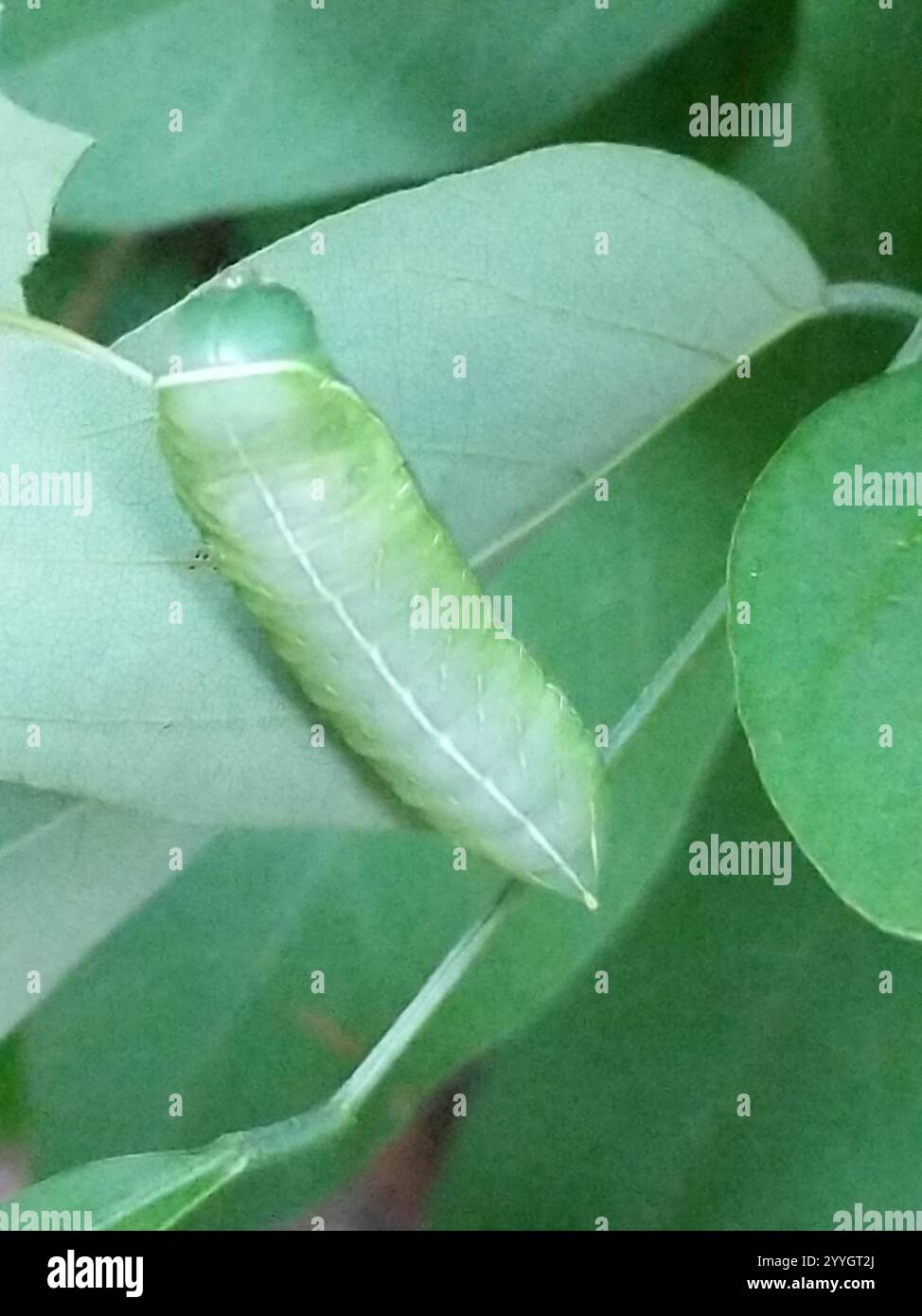 Owlet Moths and Allies (Noctuoidea Stock Photo - Alamy