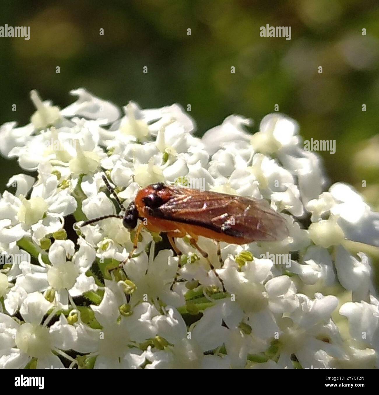 Turnip Sawfly (Athalia rosae Stock Photo - Alamy
