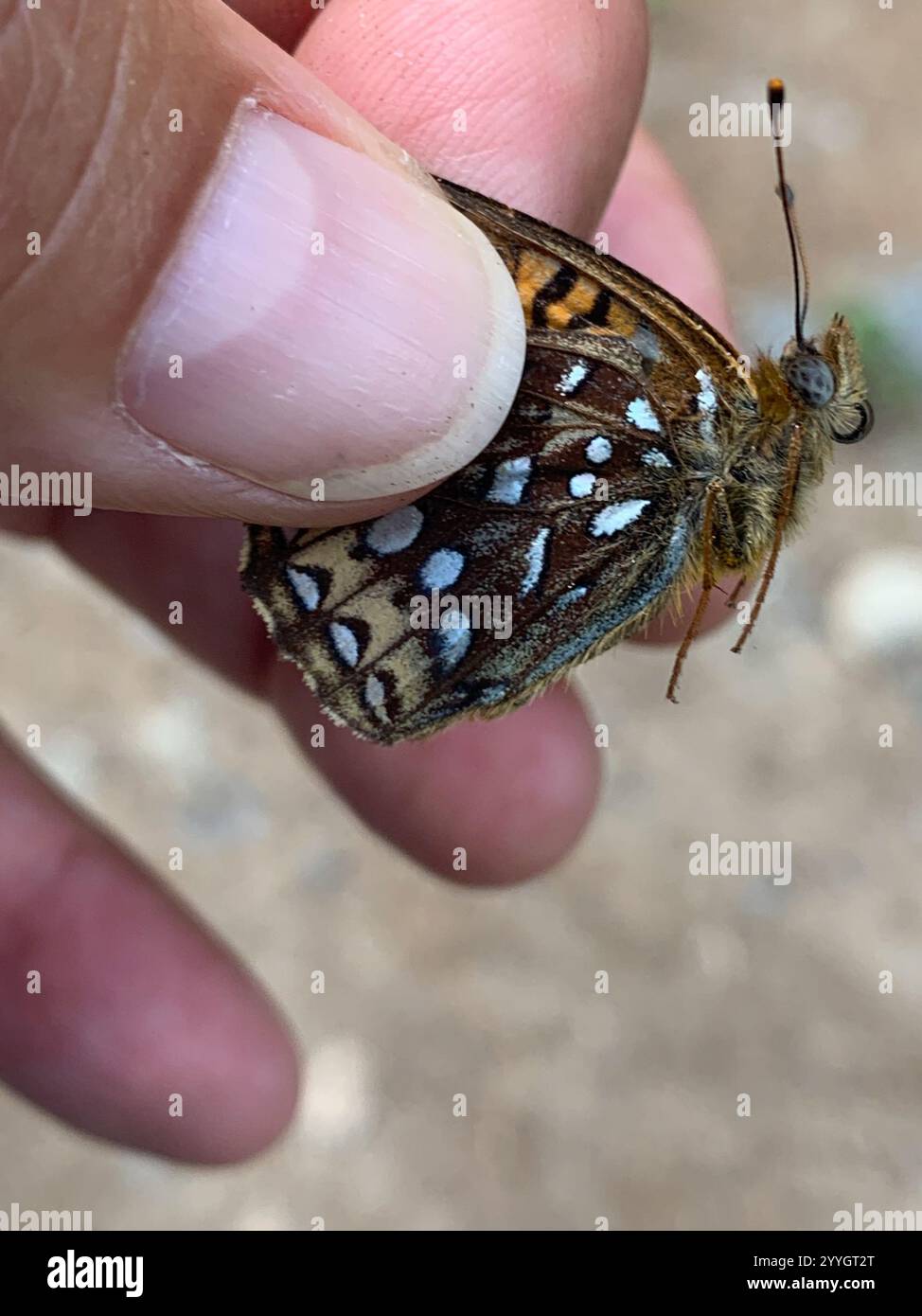 Atlantis Fritillary (Argynnis atlantis Stock Photo - Alamy