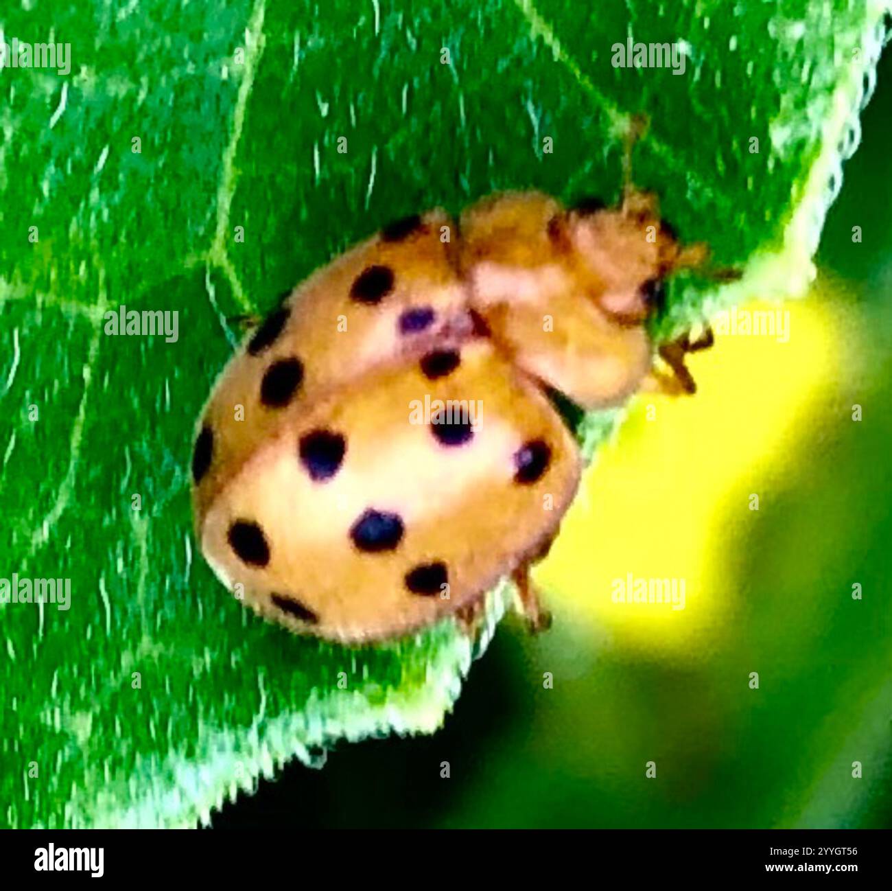 Mexican Bean Beetle Vs Ladybug