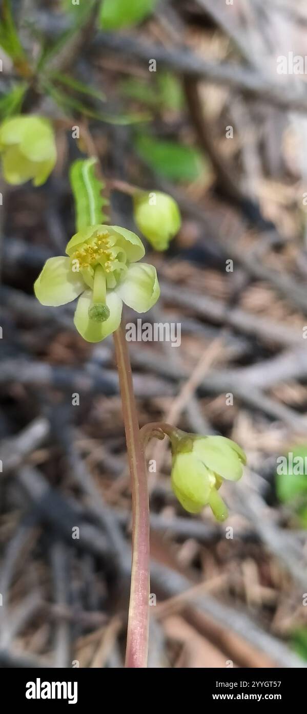 green-flowered wintergreen (Pyrola chlorantha Stock Photo - Alamy
