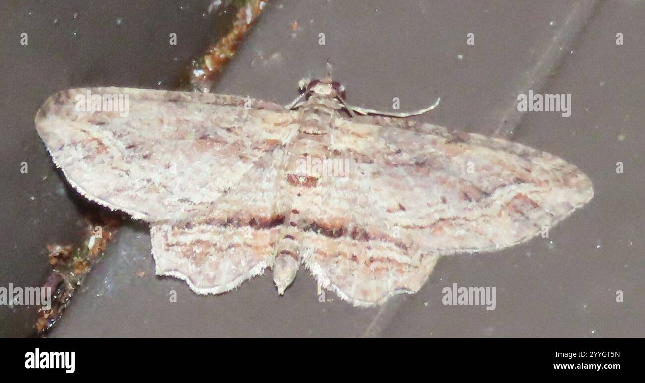 Australian Pug Moth (Chloroclystis filata Stock Photo - Alamy