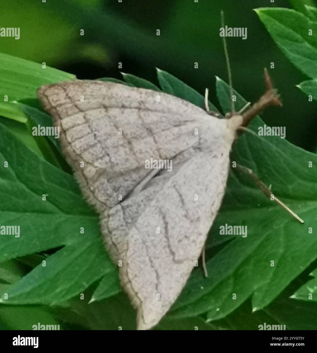 Polypogon tentacularia hi-res stock photography and images - Alamy