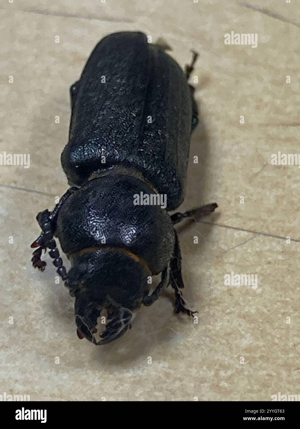 Black Longicorn Beetle (Spondylis buprestoides Stock Photo - Alamy