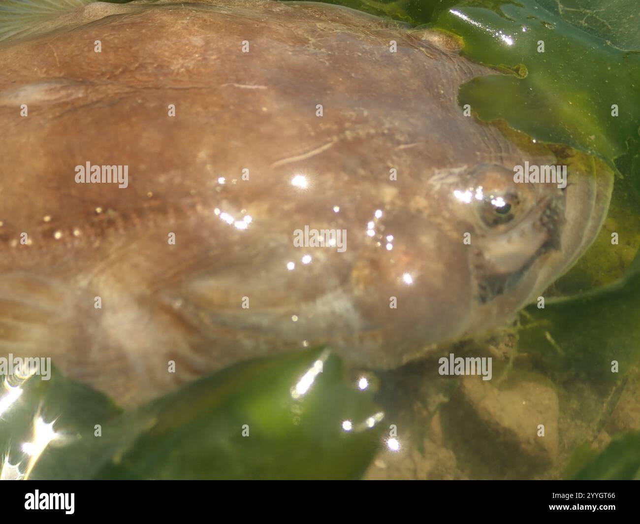 Plainfin hi-res stock photography and images - Alamy