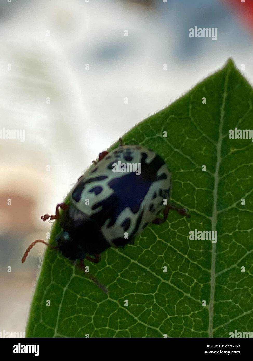 Calligrapher Beetles (Calligrapha Stock Photo - Alamy