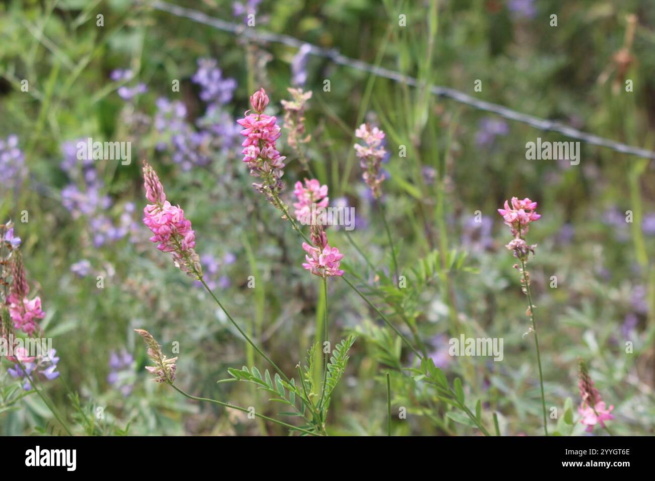Sainfoin (Onobrychis viciifolia Stock Photo - Alamy