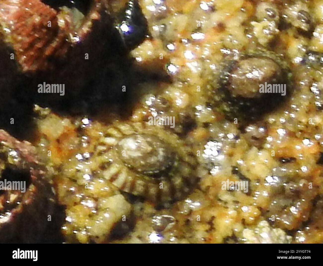 Plate Limpet (Lottia scutum Stock Photo - Alamy