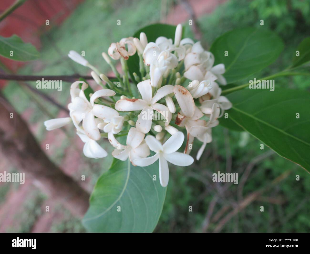 Holarrhena floribunda hi-res stock photography and images - Alamy
