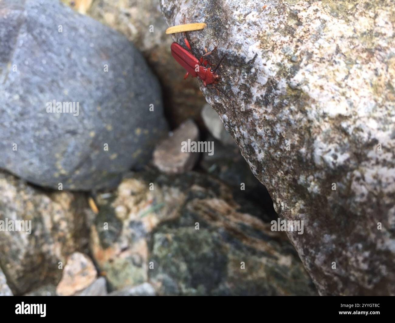Red Flat Bark Beetle (Cucujus clavipes Stock Photo - Alamy