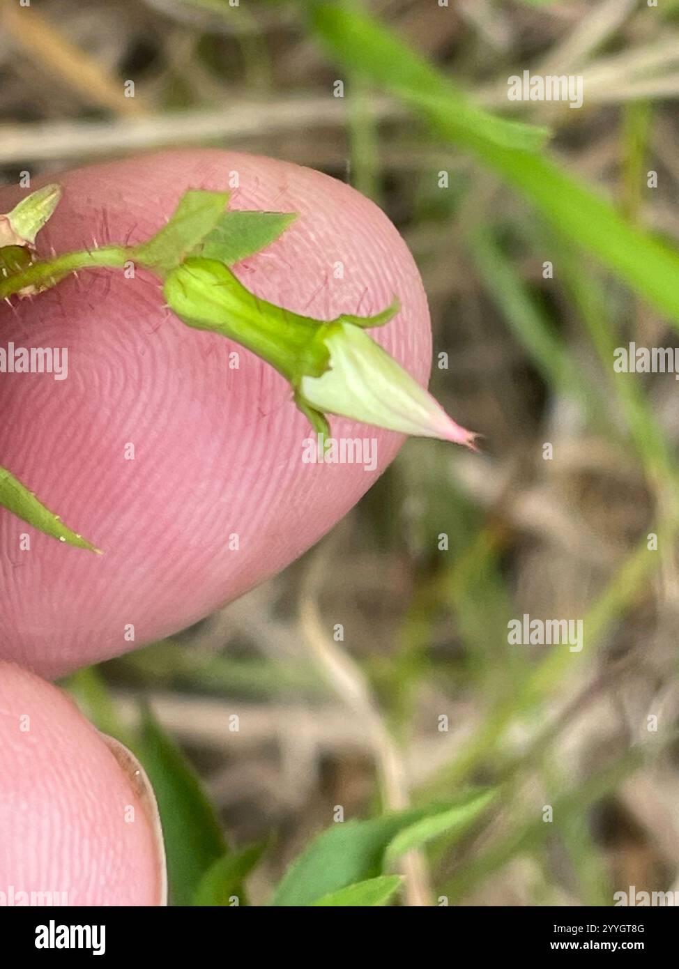 Maryland meadowbeauty (Rhexia mariana Stock Photo - Alamy