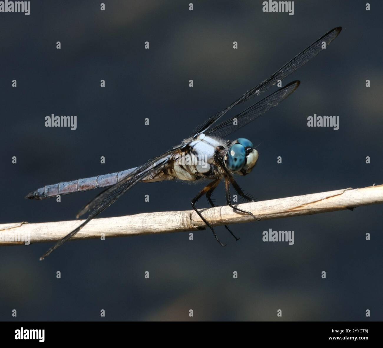 Great Blue Skimmer (Libellula vibrans Stock Photo - Alamy