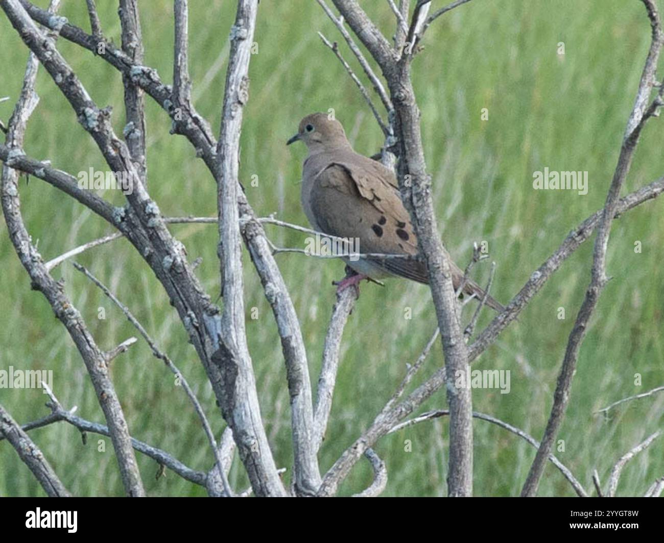 Mourning Dove (Zenaida macroura Stock Photo - Alamy