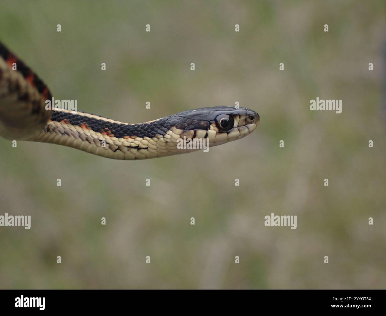 Valley Garter Snake (Thamnophis sirtalis fitchi Stock Photo - Alamy