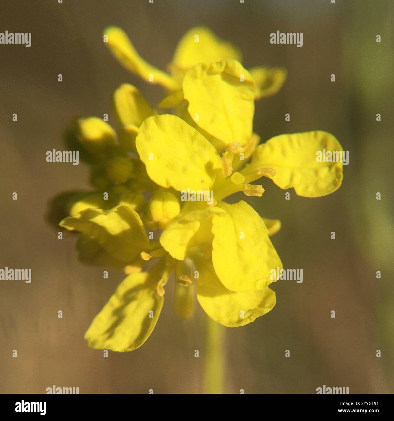 Black Mustard (Mutarda nigra Stock Photo - Alamy