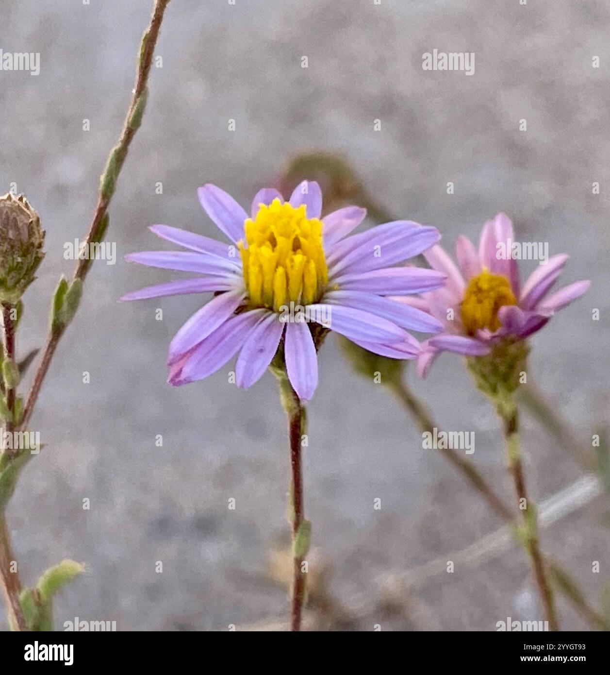 California Aster (Corethrogyne filaginifolia Stock Photo - Alamy