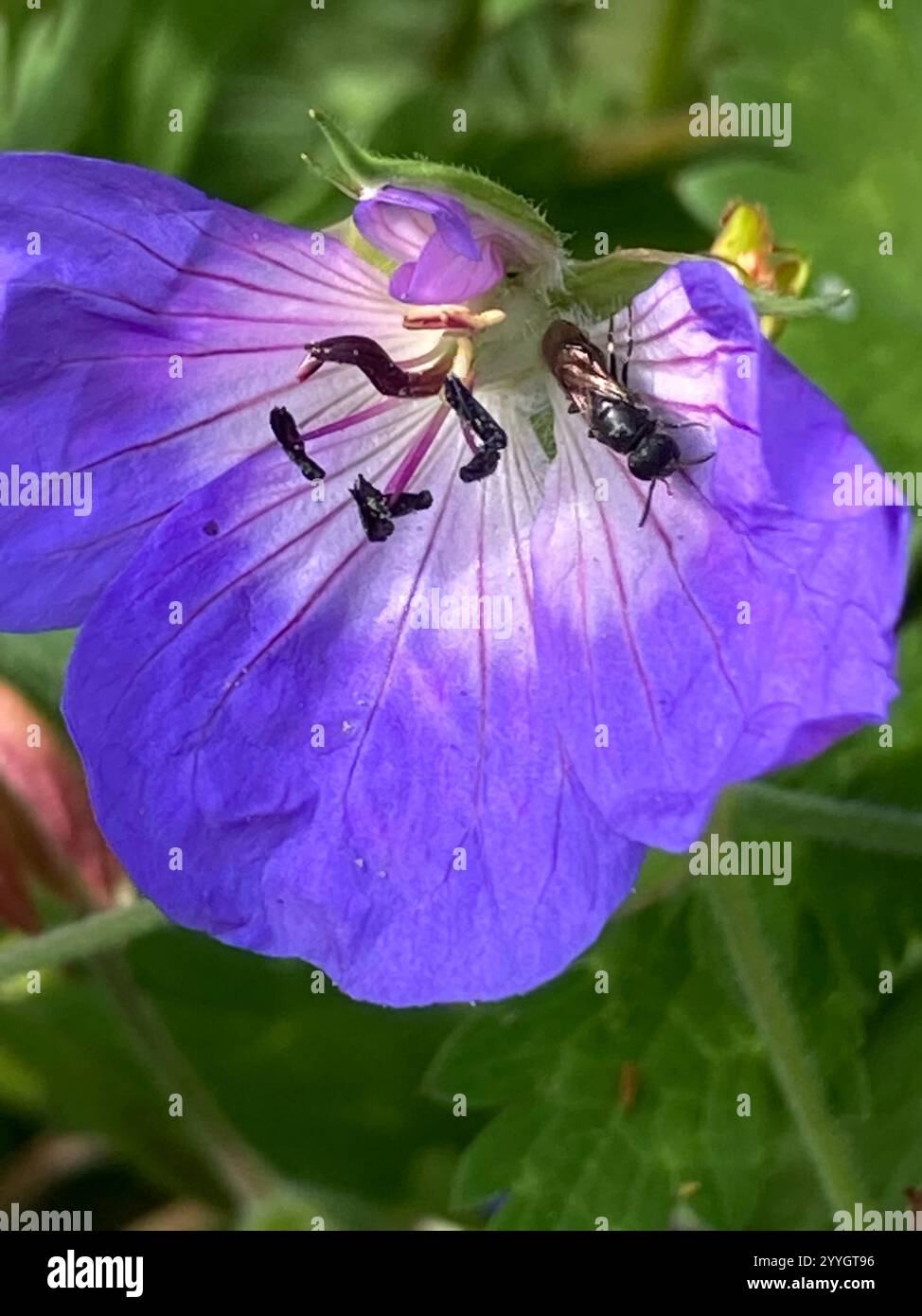Common Masked Bee (Hylaeus communis Stock Photo - Alamy