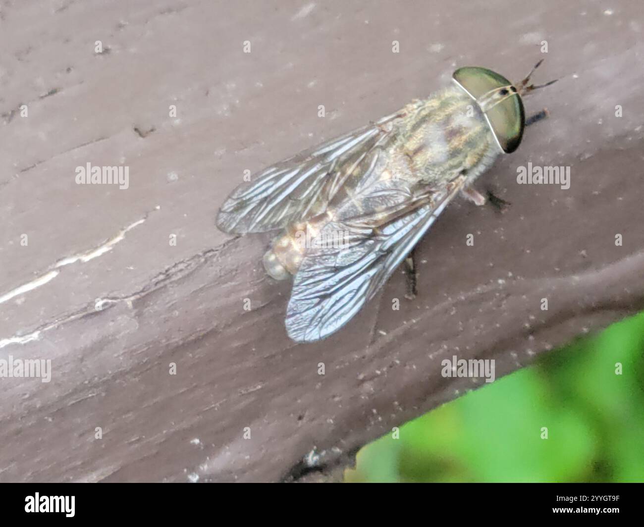 True Horse Flies (Tabanus Stock Photo - Alamy