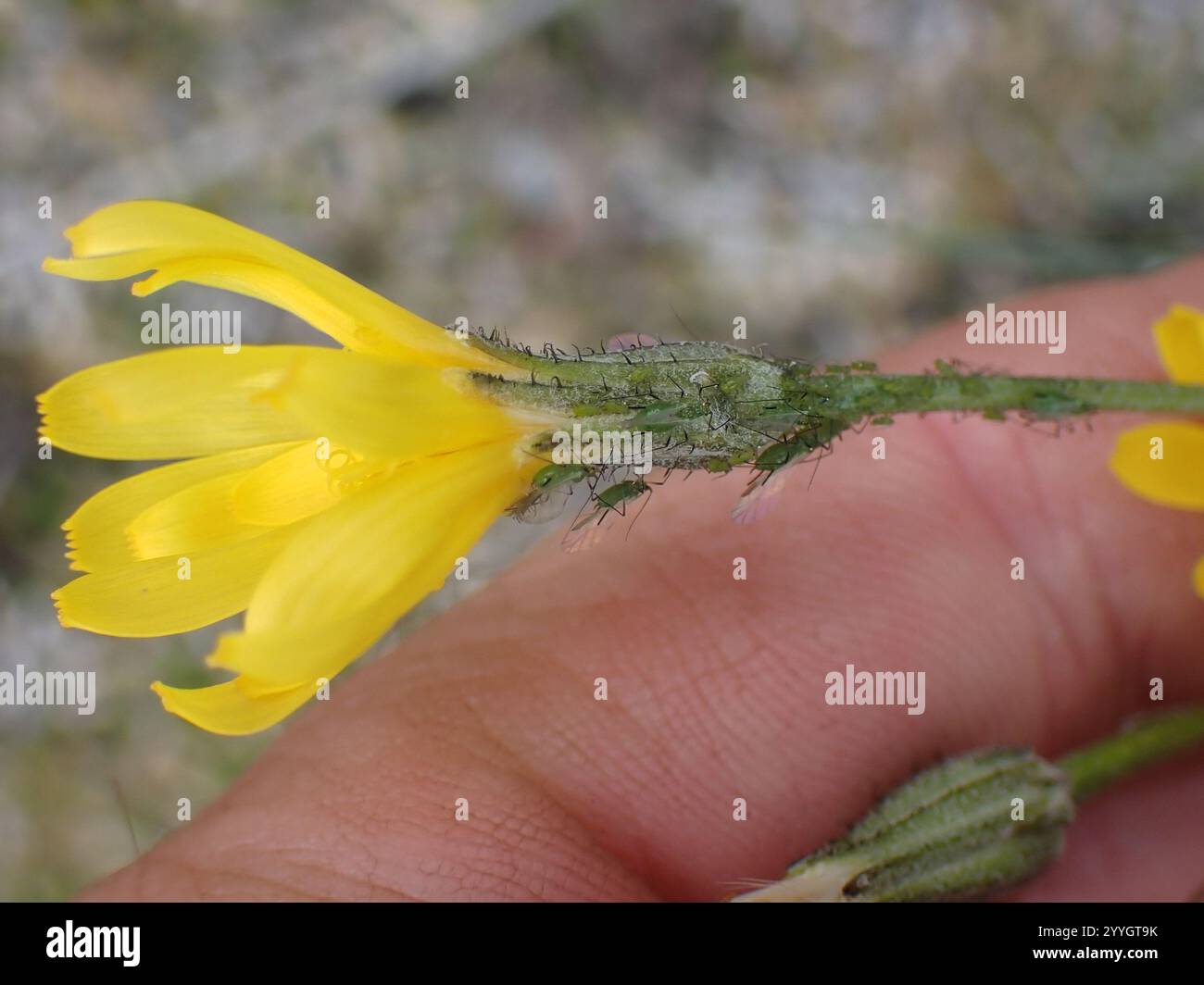 Slender Hawksbeard (Crepis atribarba Stock Photo - Alamy