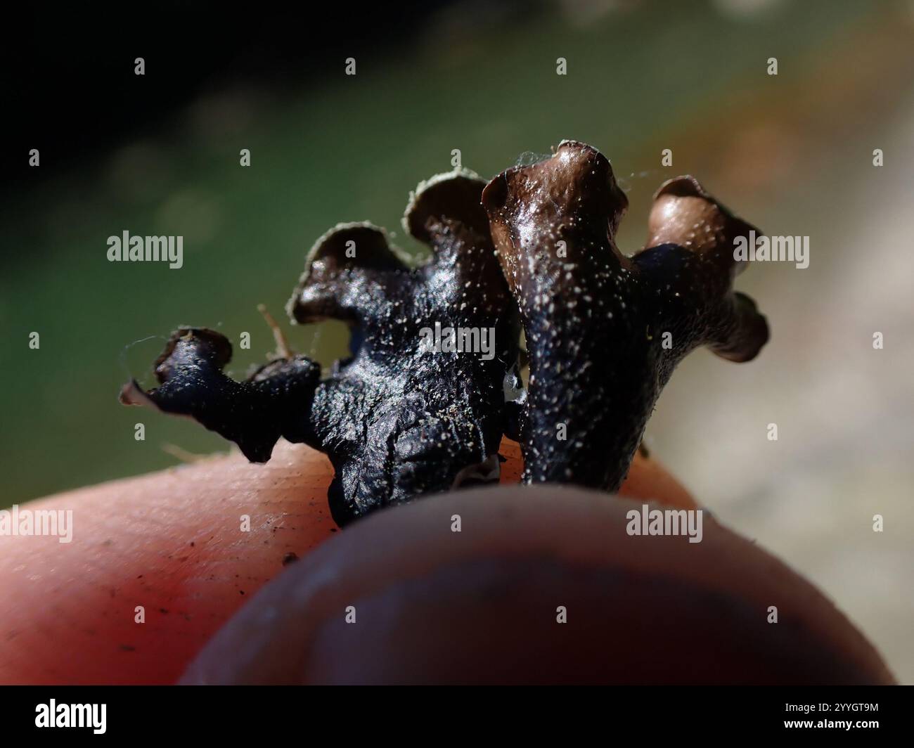 Ruffle Lichens (Parmotrema Stock Photo - Alamy