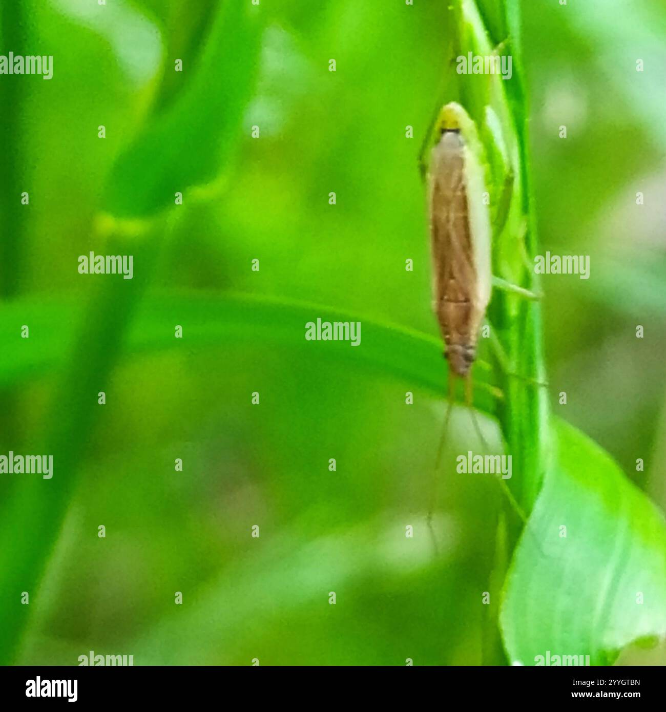 True Bugs (Heteroptera Stock Photo - Alamy