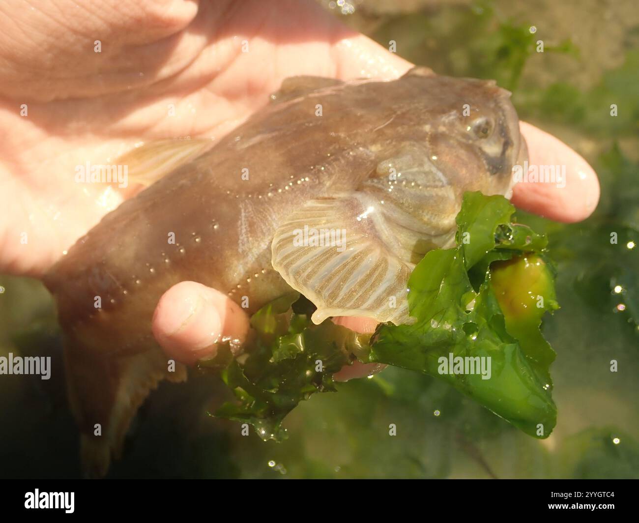 Plainfin Midshipman (Porichthys notatus Stock Photo - Alamy