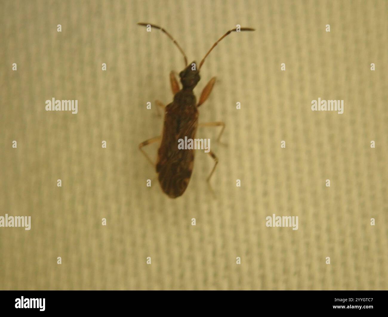 Heraeus hi-res stock photography and images - Alamy
