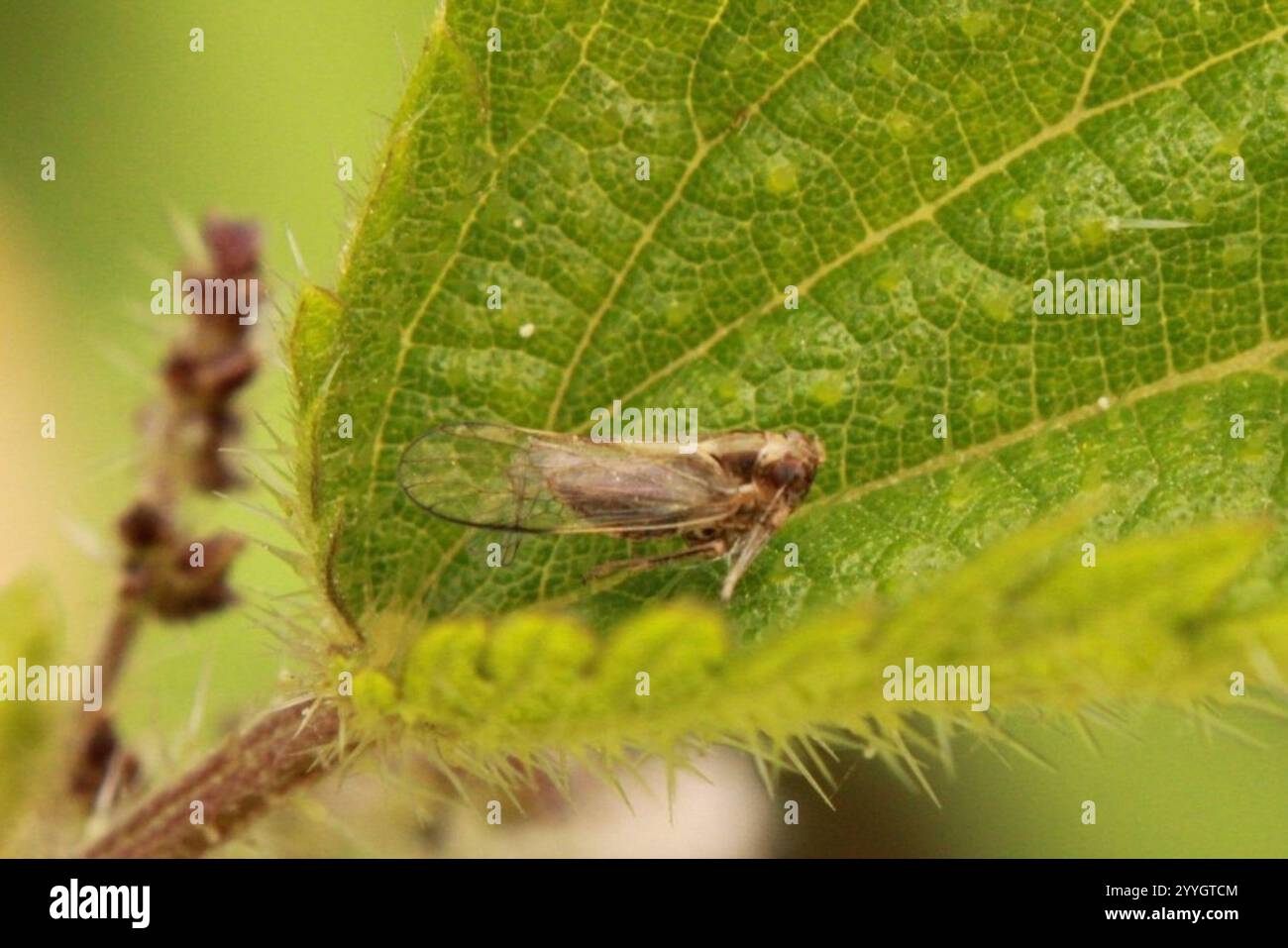 True Hoppers (Auchenorrhyncha Stock Photo - Alamy