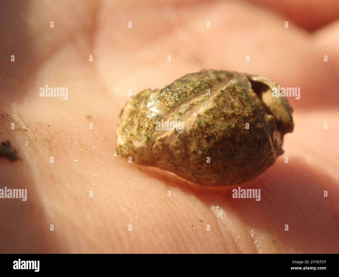Eastern Mudsnail (Ilyanassa obsoleta Stock Photo - Alamy