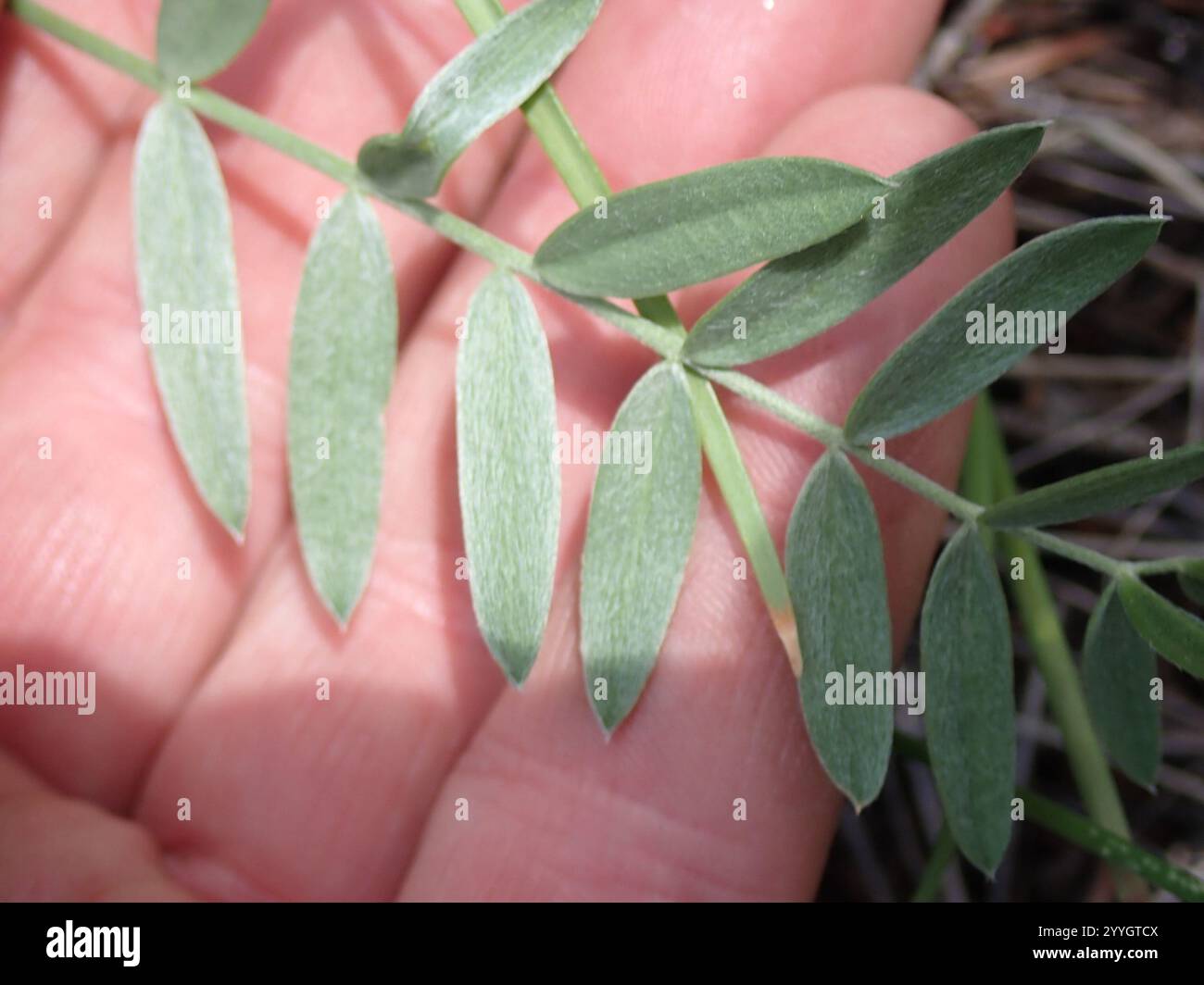 field locoweed (Oxytropis campestris Stock Photo - Alamy