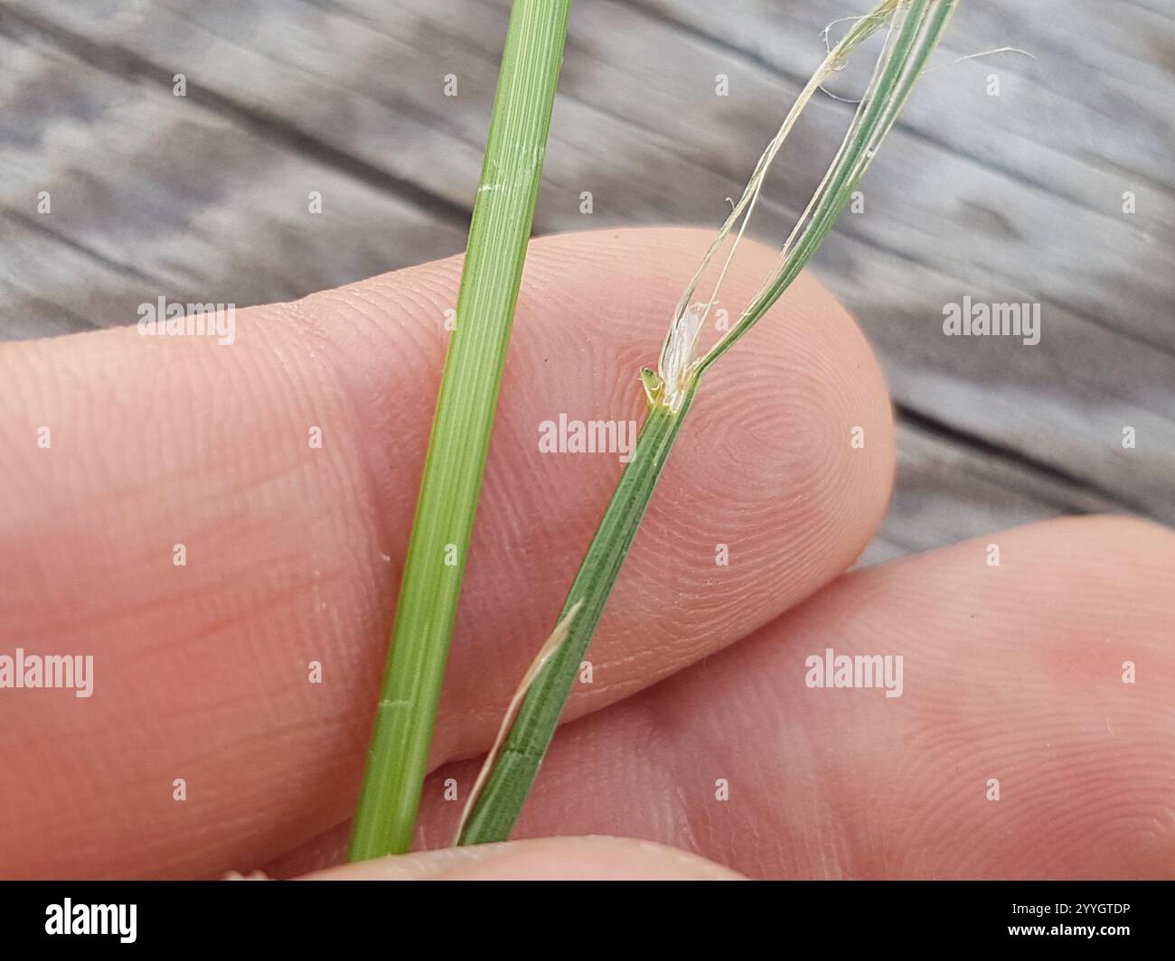 Swamp Meadow-grass (Poa palustris Stock Photo - Alamy