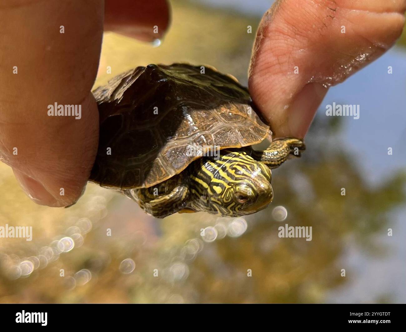 Northern Map Turtle (Graptemys geographica Stock Photo - Alamy
