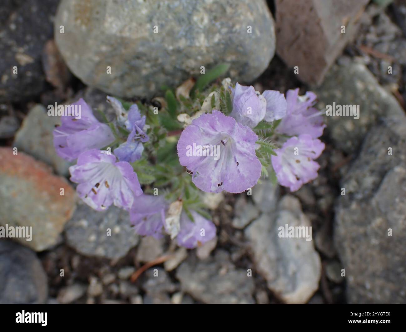 Linearleaf Phacelia (Phacelia linearis Stock Photo - Alamy