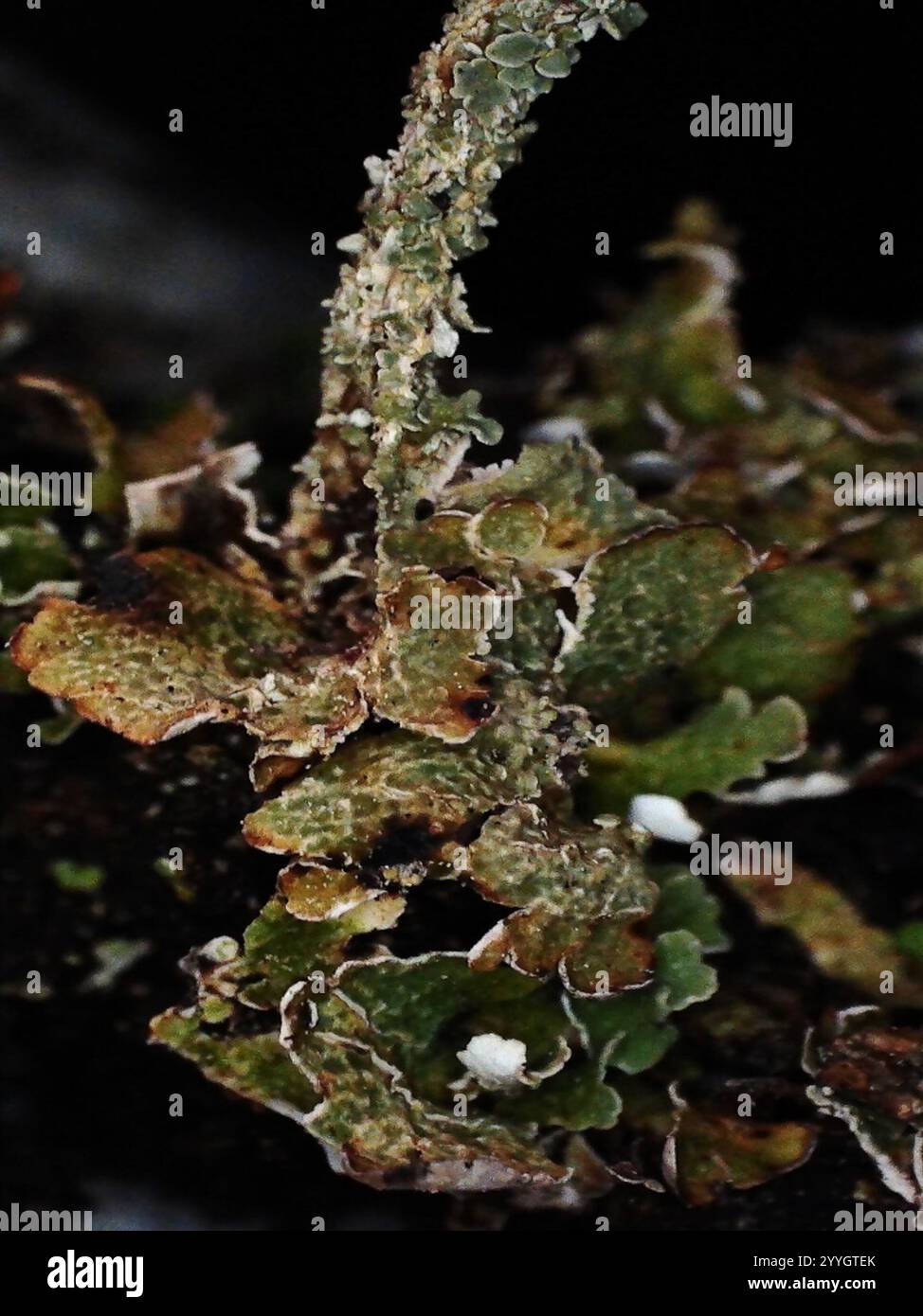 Fig-leaved Pixie Lichen (Cladonia macrophylla Stock Photo - Alamy