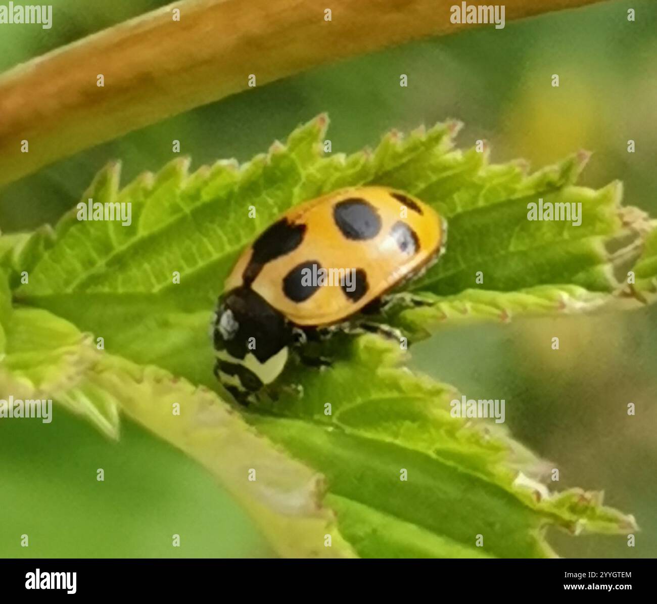Notated Lady Beetle (Ceratomegilla notata Stock Photo - Alamy