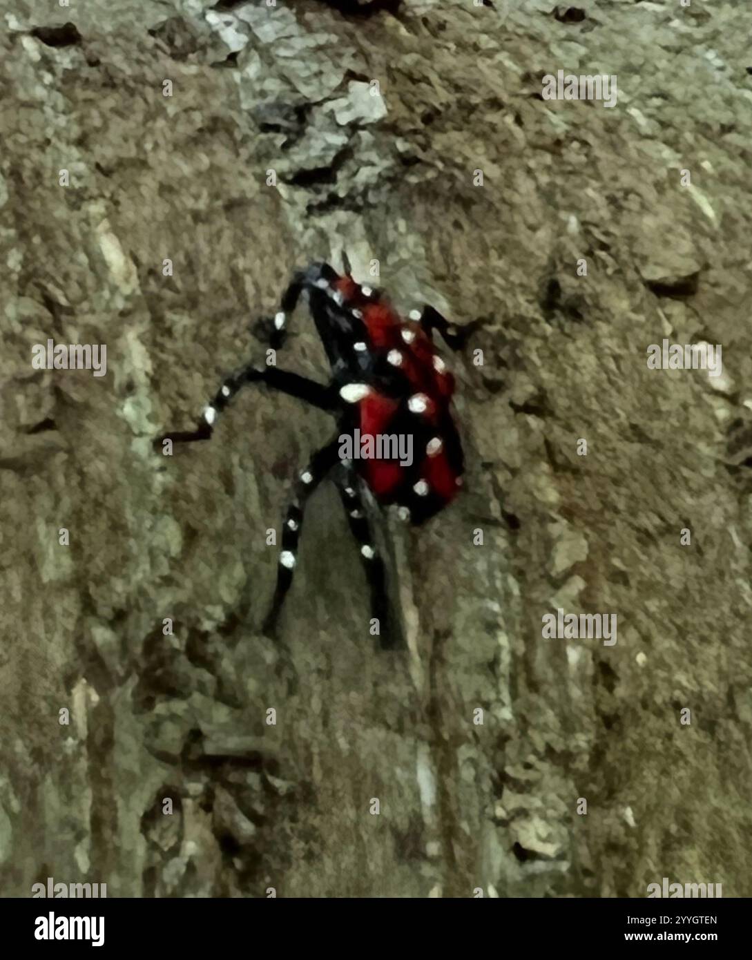 Spotted Lanternfly (Lycorma delicatula Stock Photo - Alamy
