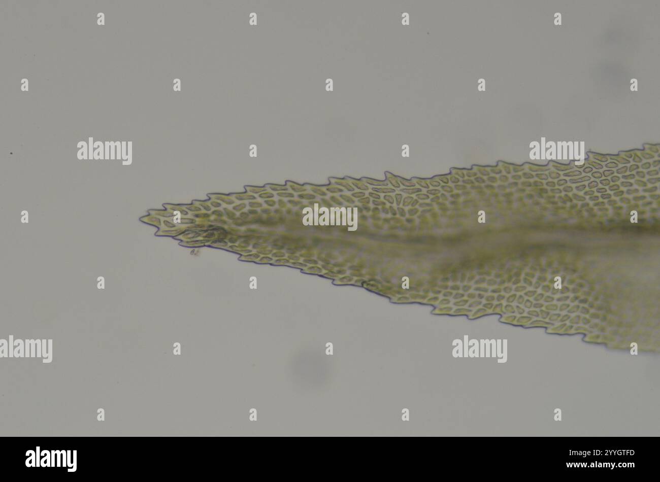 Bog Broom Moss (Dicranum undulatum Stock Photo - Alamy