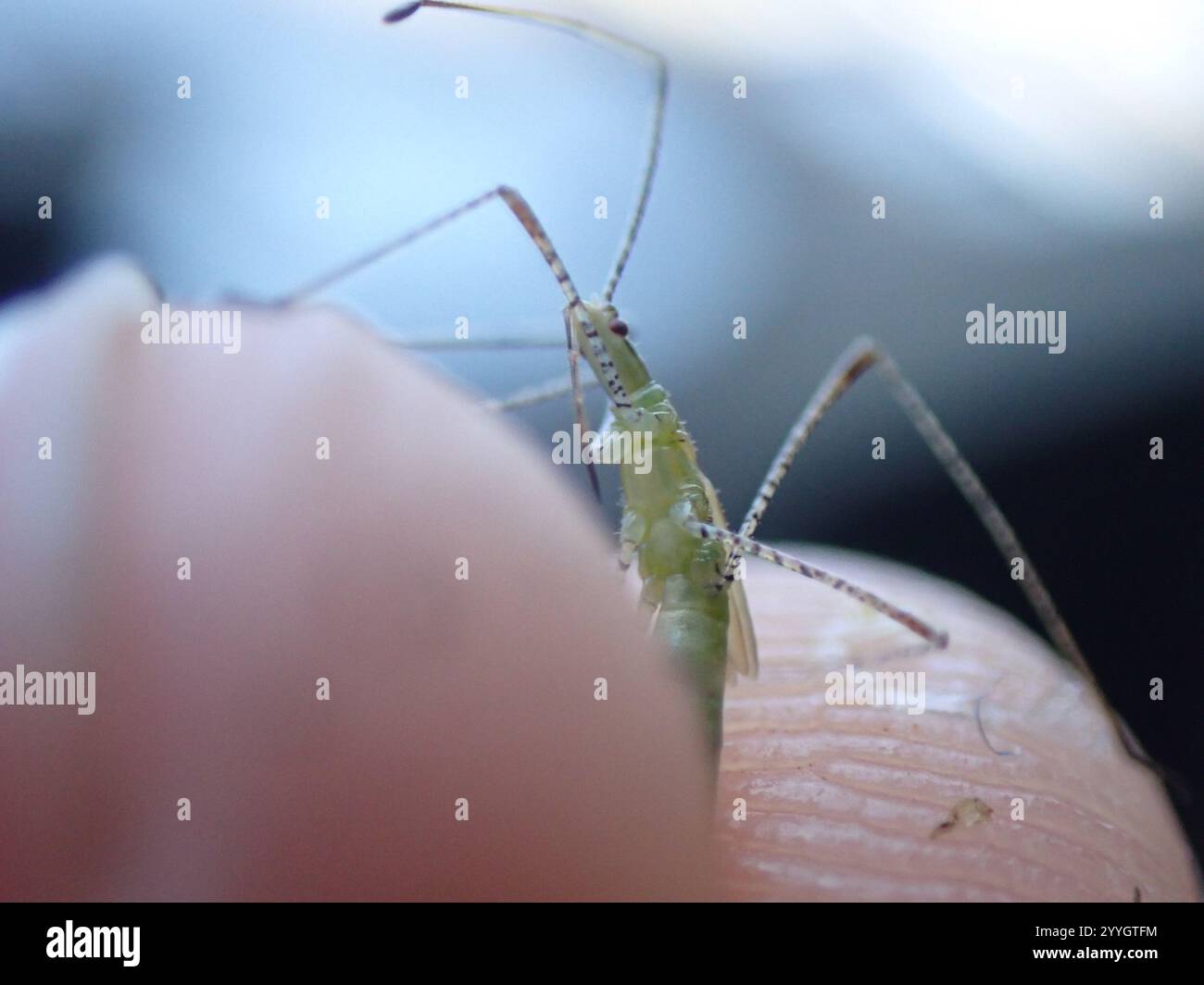 Stilt Bugs (Berytidae Stock Photo - Alamy