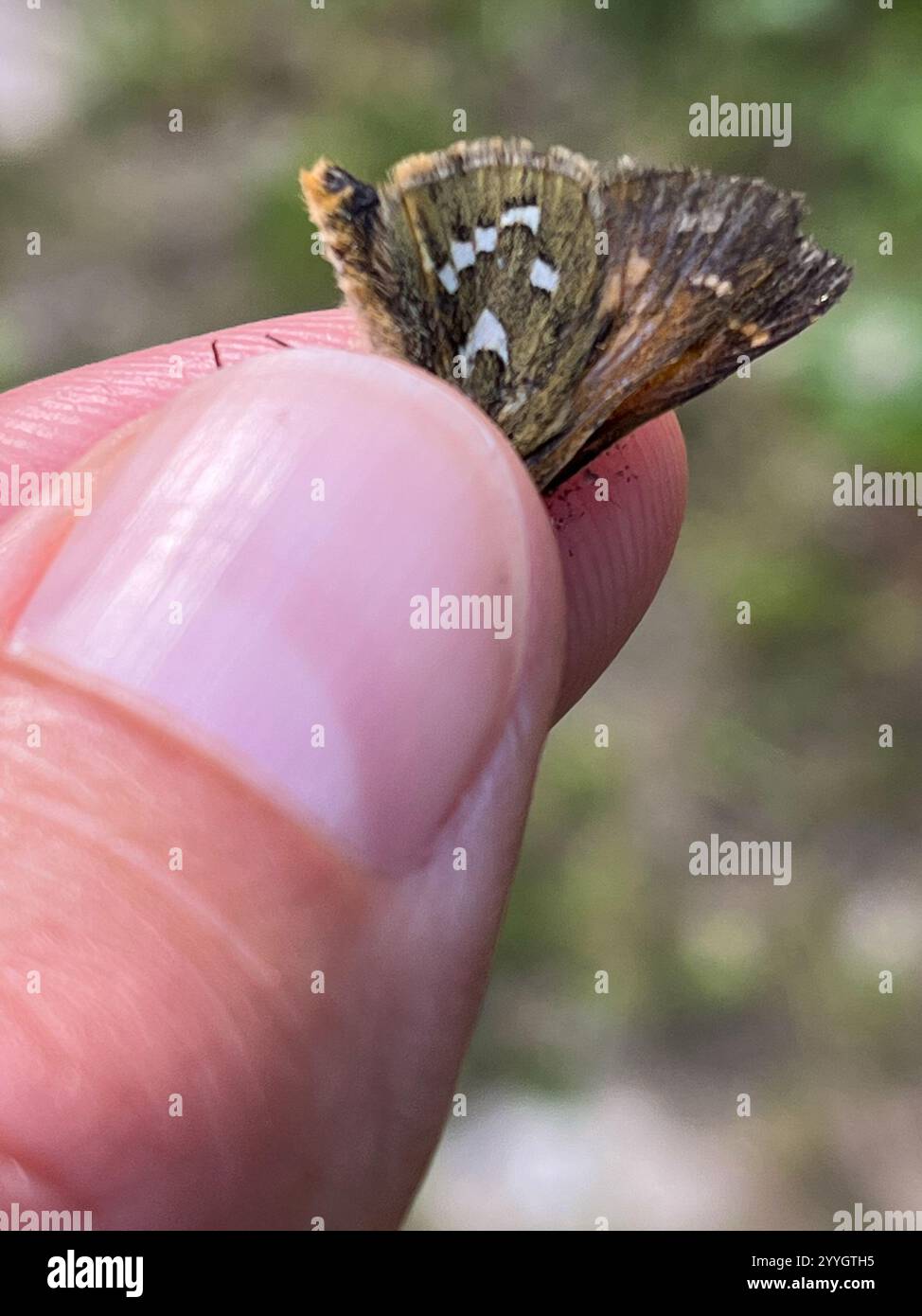 Common Branded Skipper (Hesperia comma Stock Photo - Alamy
