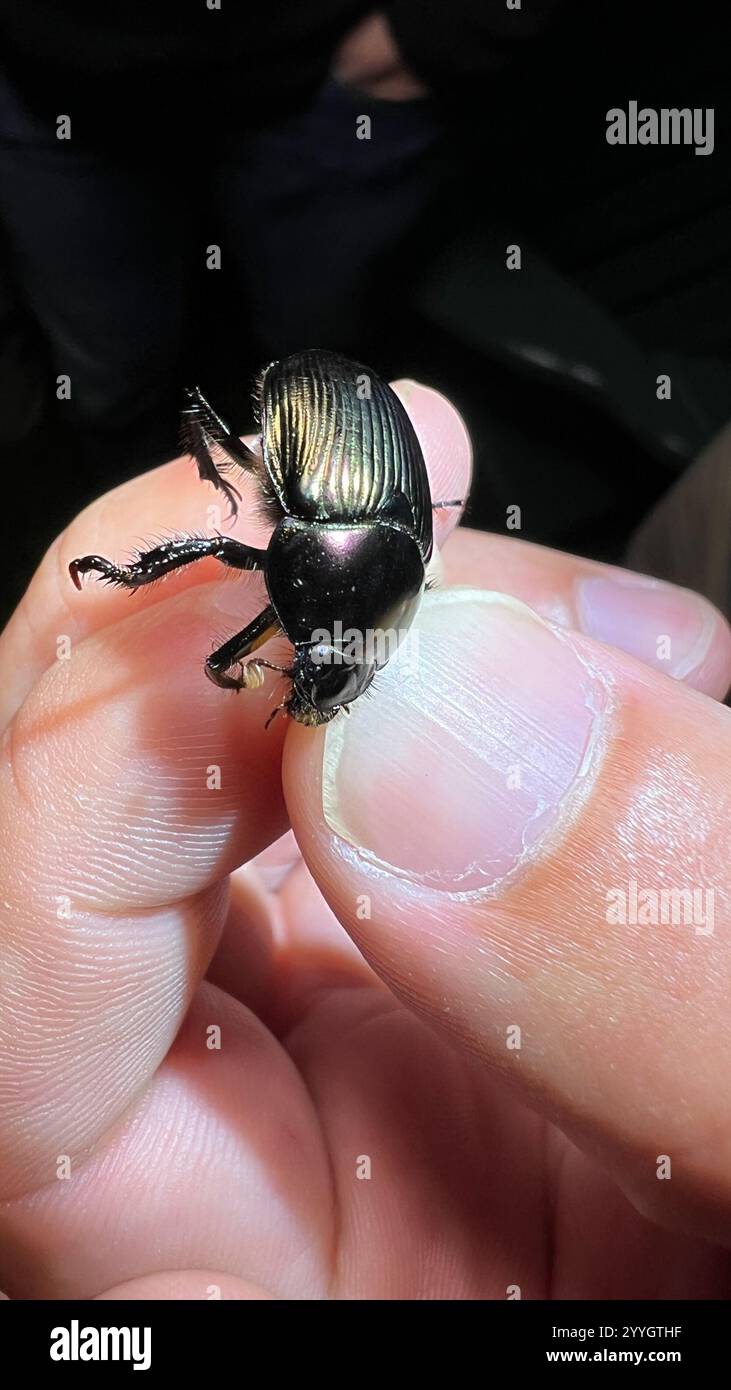 Earth boring beetle hi-res stock photography and images - Alamy