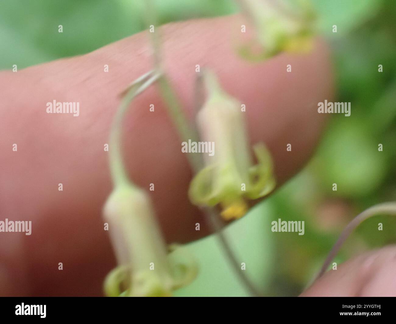 bronze-bells (Anticlea occidentalis Stock Photo - Alamy