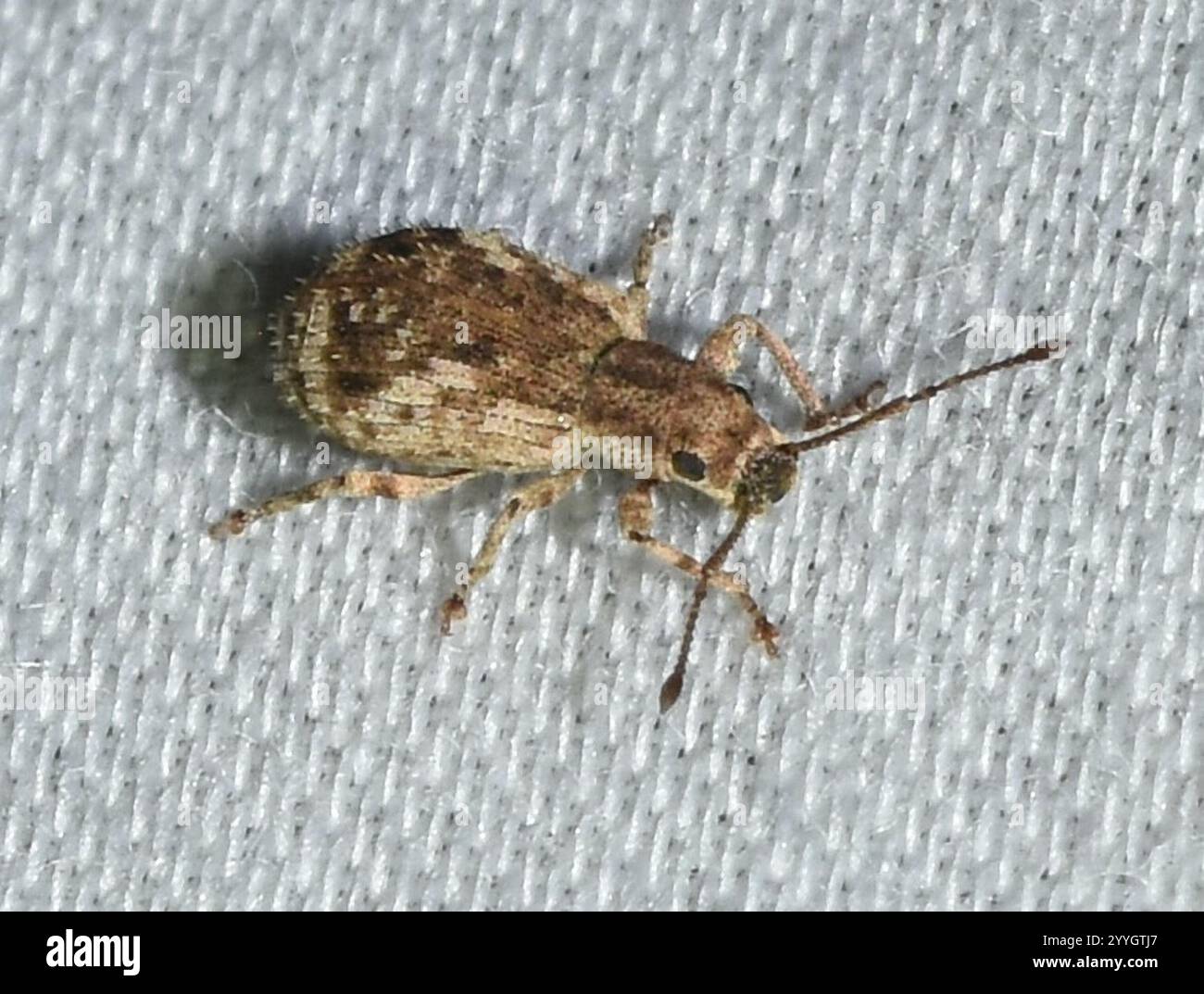 Peach Root Weevil (Pseudoedophrys hilleri Stock Photo - Alamy