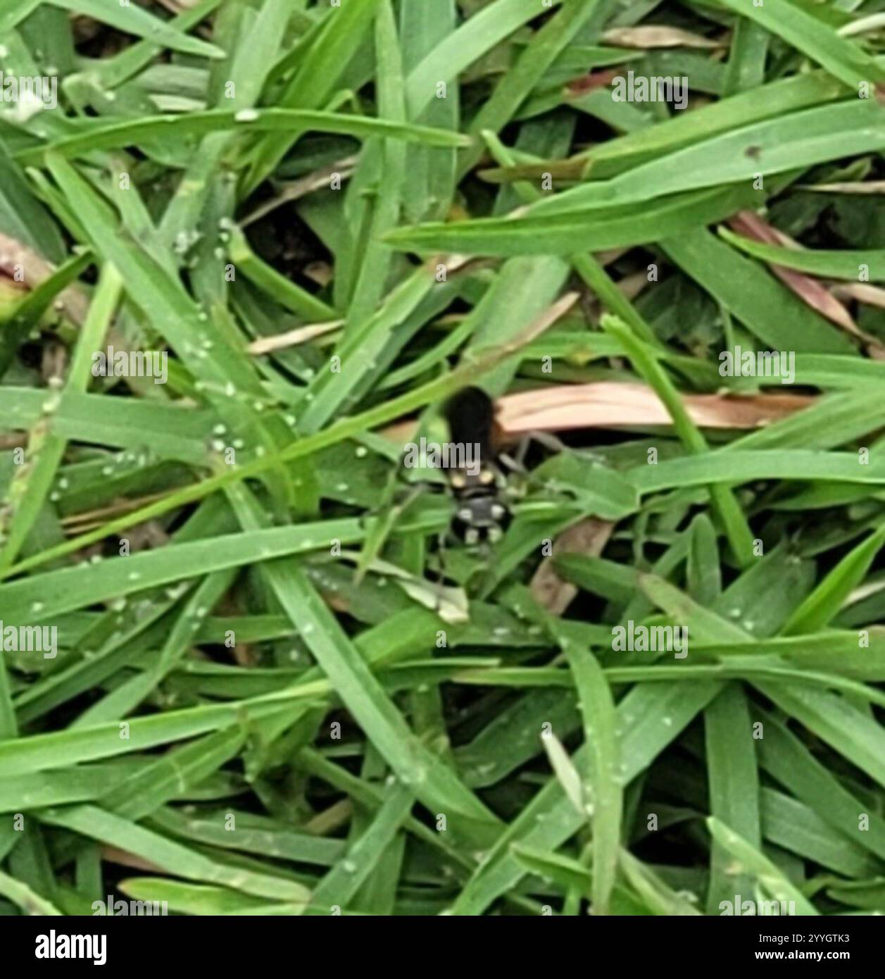 Larra bicolor hi-res stock photography and images - Alamy