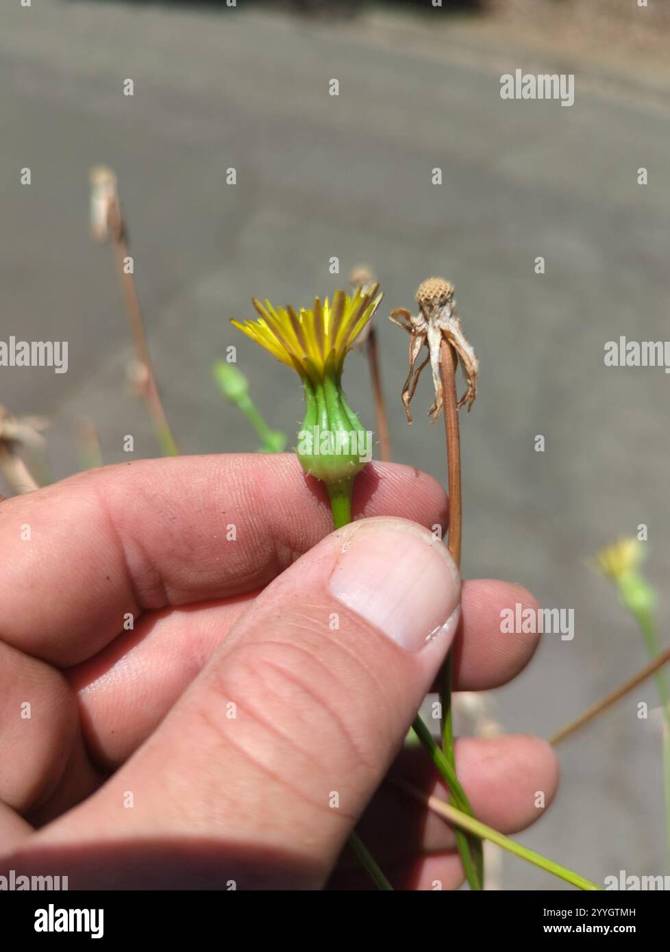 False Hawkbit (Urospermum picroides Stock Photo - Alamy
