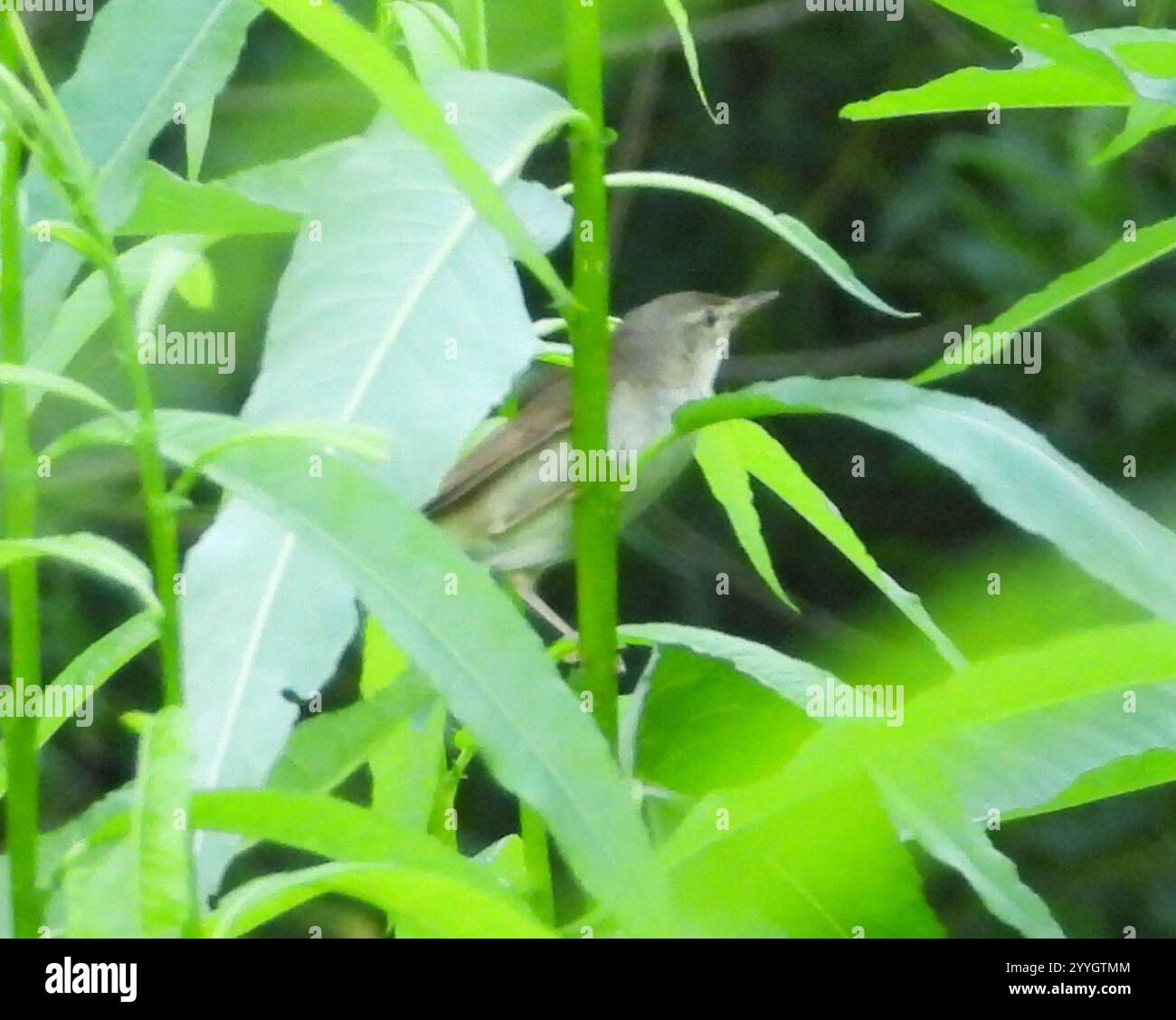Blyth's Reed Warbler (Acrocephalus dumetorum Stock Photo - Alamy