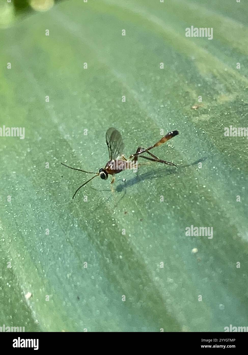 Anomalon hi-res stock photography and images - Alamy