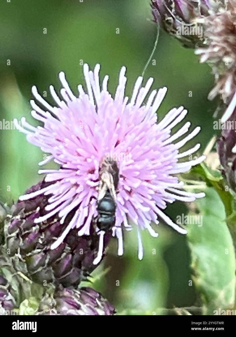 Common Masked Bee (Hylaeus communis Stock Photo - Alamy