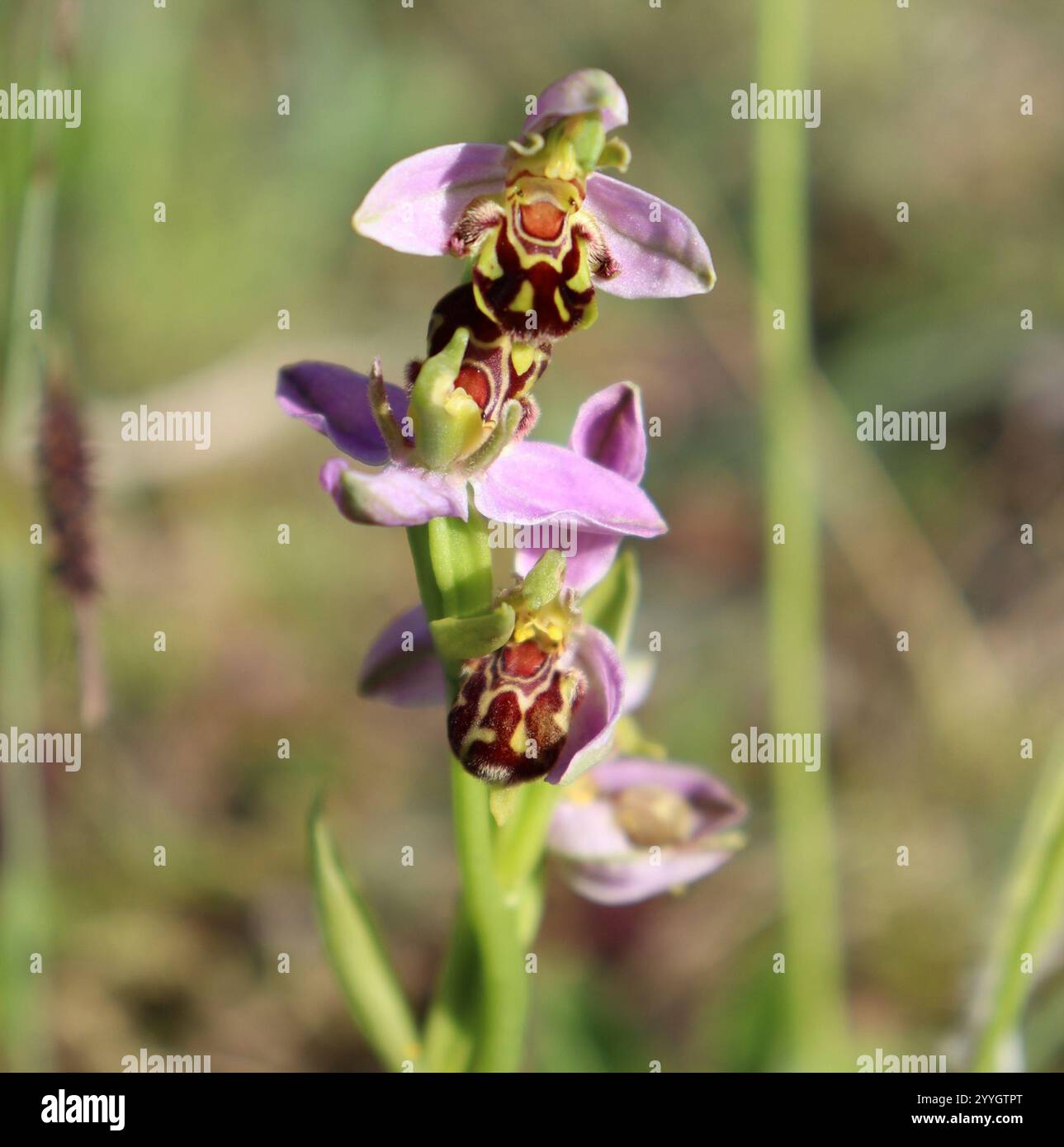Bee Orchid (Ophrys apifera Stock Photo - Alamy