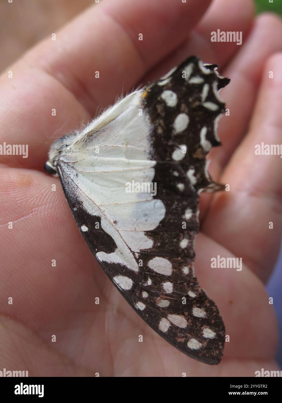 Angola white lady hi-res stock photography and images - Alamy