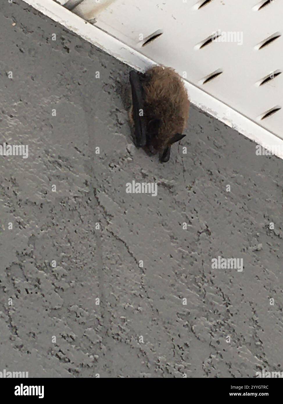 Mouse-eared Bats (Myotis Stock Photo - Alamy